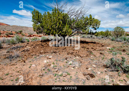 Cattle overgrazing on public lands administered by the Bureau of Land ...