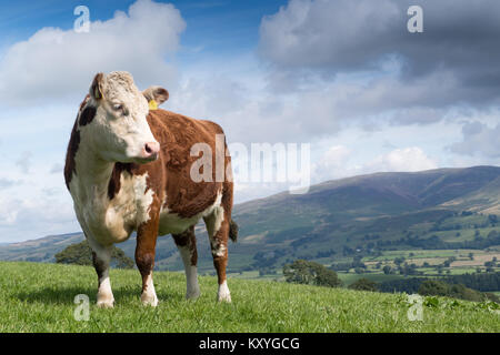 Hereford beef cattle Stock Photo - Alamy