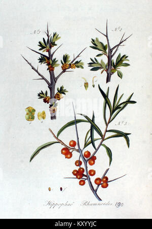 Hippophae rhamnoides, commonly known as sea buckthorn, is a hardy shrub ...