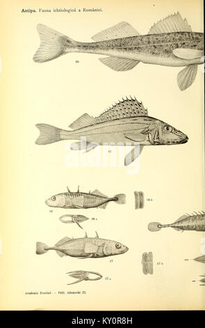 This illustration from *Fauna ichtiologica a României* (Ichthyological ...