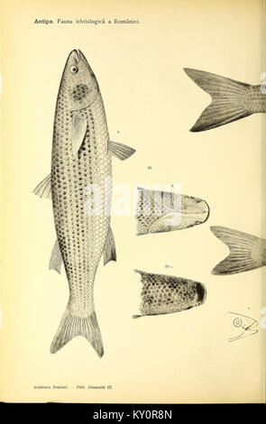 Fauna ichtiologică a României presents the freshwater fish species of ...