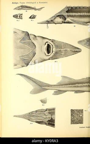 A scientific illustration from Fauna Ichtiologică a României depicts ...