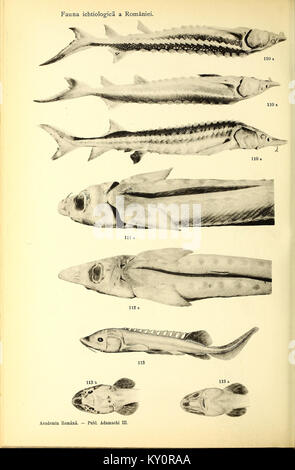 A scientific illustration from Fauna Ichtiologică a României depicts ...