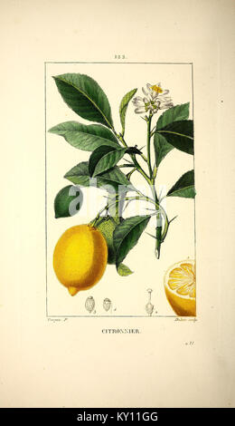 This reference book focuses on the botany of crop plants, describing ...