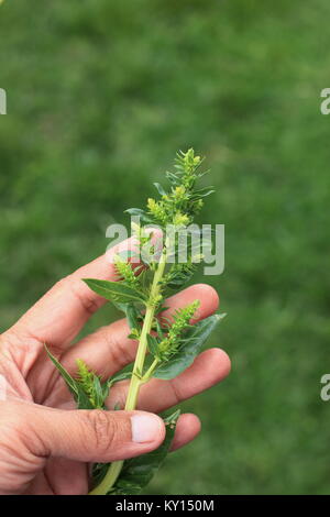 Flowers of Chinese Cabbage or Pak Choi, Brassica rapa chinensis "Ivory ...