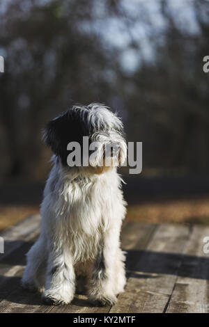 sitting Tibetan Terrier Stock Photo - Alamy