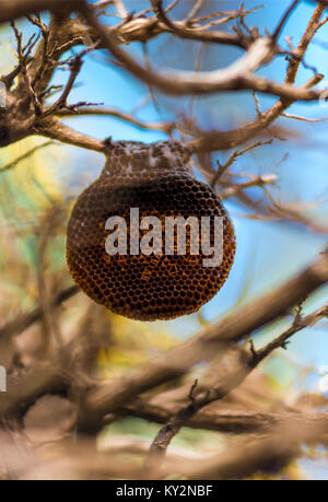 Wild nest of the Giant Honeybee (Apis dorsata), Keoladeo Ghana National ...