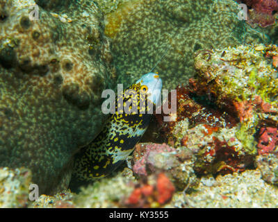 An yellow ribbon ell in a hole , Philippines Stock Photo - Alamy