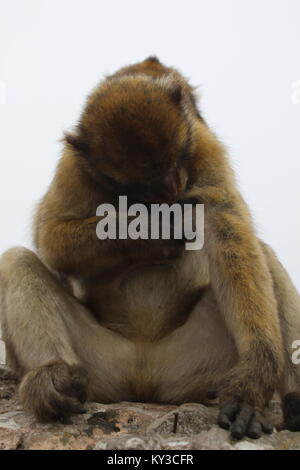 apes posing for the camera Stock Photo - Alamy