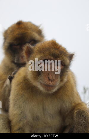 apes posing for the camera Stock Photo - Alamy