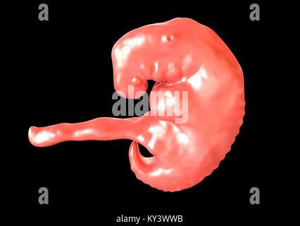 Embryo during the middle part of the 4th week, computer illustration ...
