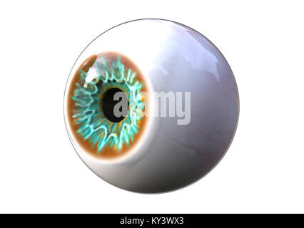 Computer illustration of a human eyeball Stock Photo - Alamy