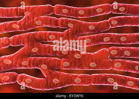 Heart muscle structure, computer illustration and light micrograph ...
