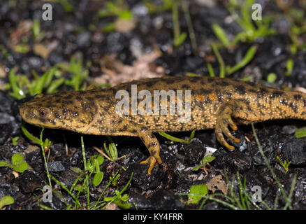 sharp ribbed newt, pleurodeles waltl in spain Stock Photo - Alamy