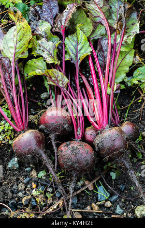 Fresh organic Beetroot right out of the ground.Washing the dirt off ...