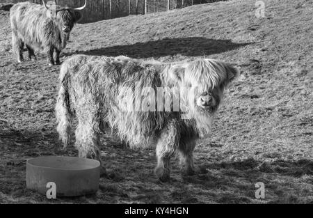 cute angus calf with mother cow on a meadow with green grass Stock ...