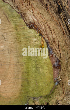 Sap oozing from an old cut branch of a species of fir / conifer tree ...
