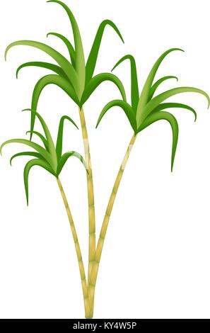 Sugar cane tree botanical illustration vintage engraving style black ...