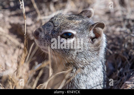 Rock Squirrel, (Ostospermophilus variegatus), Bosque del Apache ...