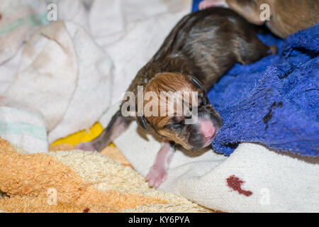 Female dog giving birth to puppies, newborn pups Stock Photo - Alamy