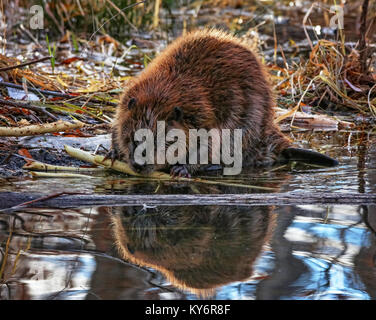 Big beaver in a river gnawing on a branch. Latvia, Riga Stock Photo - Alamy