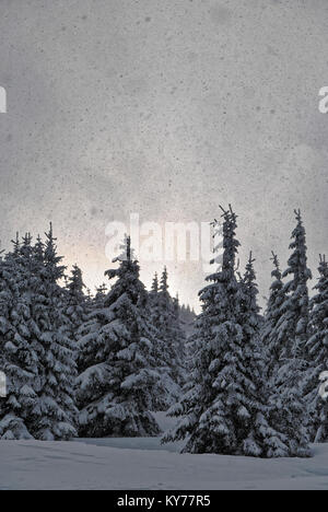 Winter forest. A heavy snowfall covered the trees. There are white ...