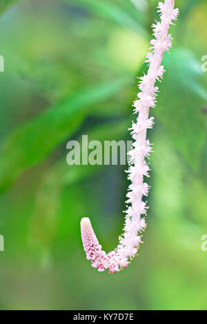 Flower of Aponogeton Crispus (Ruffled / Crinkled or Wavy-edged ...