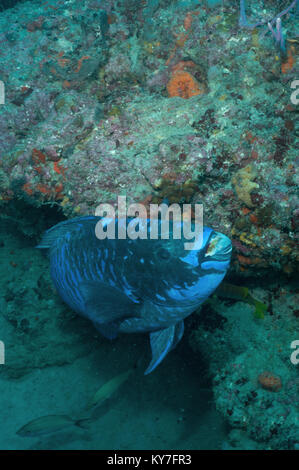 Blue Parrotfish underwater in the Florida Keys, Scarus coeruleus Stock ...