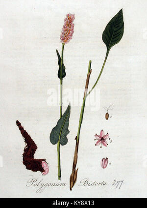 Bistort flowers (Polygonum bistorta). The leaves and seeds of this ...