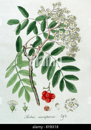 Sorbus aucuparia, also known as rowan or mountain ash, is a small tree ...