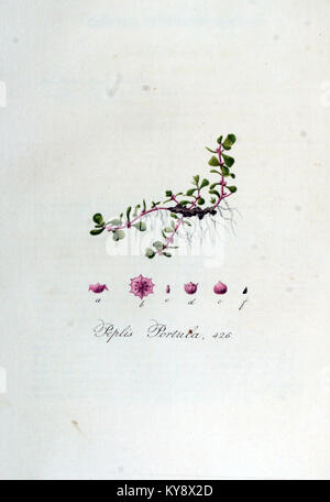 Peplis portula — Flora Batava — Volume v6 Stock Photo - Alamy