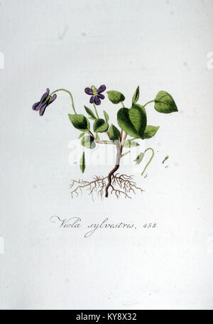 This botanical work provides detailed descriptions of the tree and ...