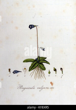 This illustration from the Flora Batava series showcases the plant ...