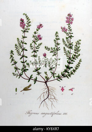 This botanical illustration from the 'Flora Batava' series depicts the ...