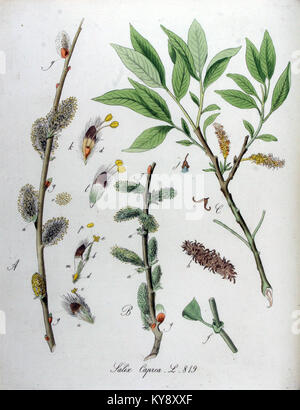 Salix caprea, also known as goat willow or pussy willow, is a species ...