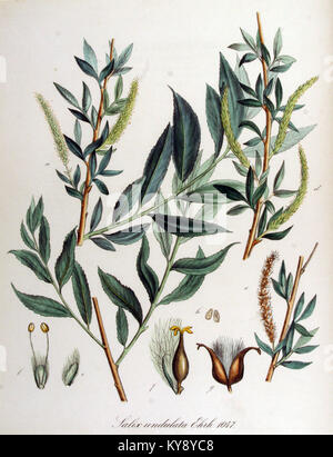 Salix undulata — Flora Batava — Volume v14 Stock Photo - Alamy