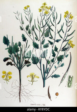 Sinapis alba, commonly known as white mustard, is a fast-growing plant ...