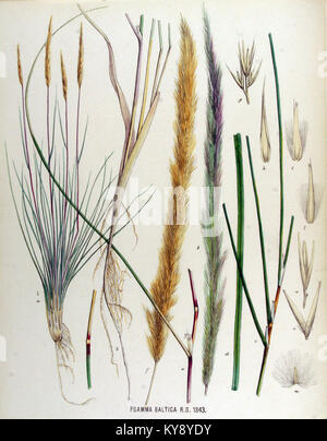 This botanical illustration from the 'Flora Batava' series depicts the ...