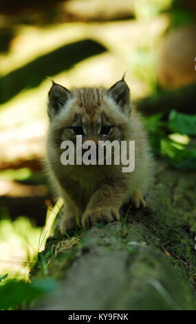 Rys kanadský 2 Stock Photo - Alamy