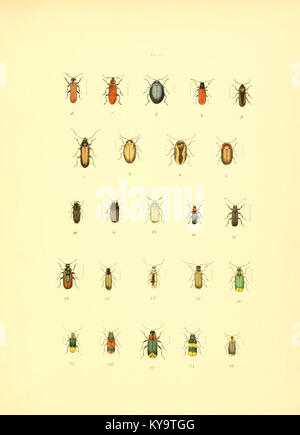 The Illustrated Entomological Museum showcases a collection of ...