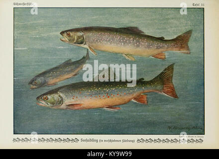 Unsere Süßwasserfische, a work on freshwater fish species in Germany ...