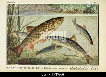 Unsere Süßwasserfische - Freshwater Fishes of Germany, Plate 15 Stock ...