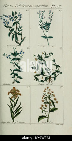 Illustration showing common, indigenous, and exotic plants with ...