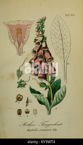 This German work depicts the flora of Germany, with illustrations ...