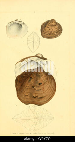 This plate illustrates a freshwater mussel from the Unionidae family ...