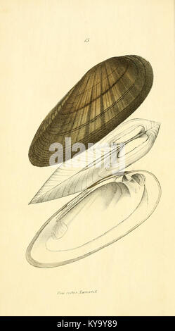 This illustration depicts species of the Unionidae family of freshwater ...