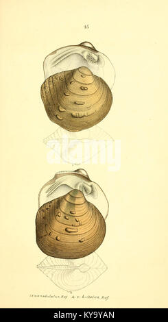This plate illustrates a freshwater mussel from the Unionidae family ...