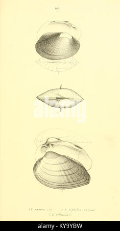 This illustration from the *Monography of the Family Unionidae* depicts ...