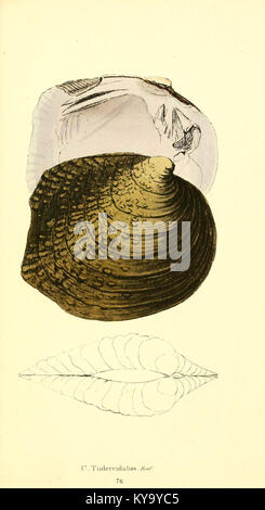 An illustration from Monography of the family Unionid, Plate XVIII ...