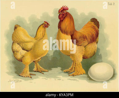 An illustration of chickens from the *Geflügel-Album* by Jean Bungartz ...